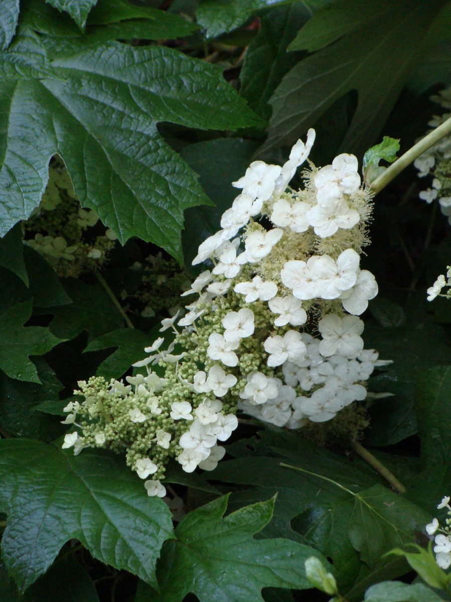 Hydrangea quercifolia – Oakleaf Hydrangea – The Anther's Promise